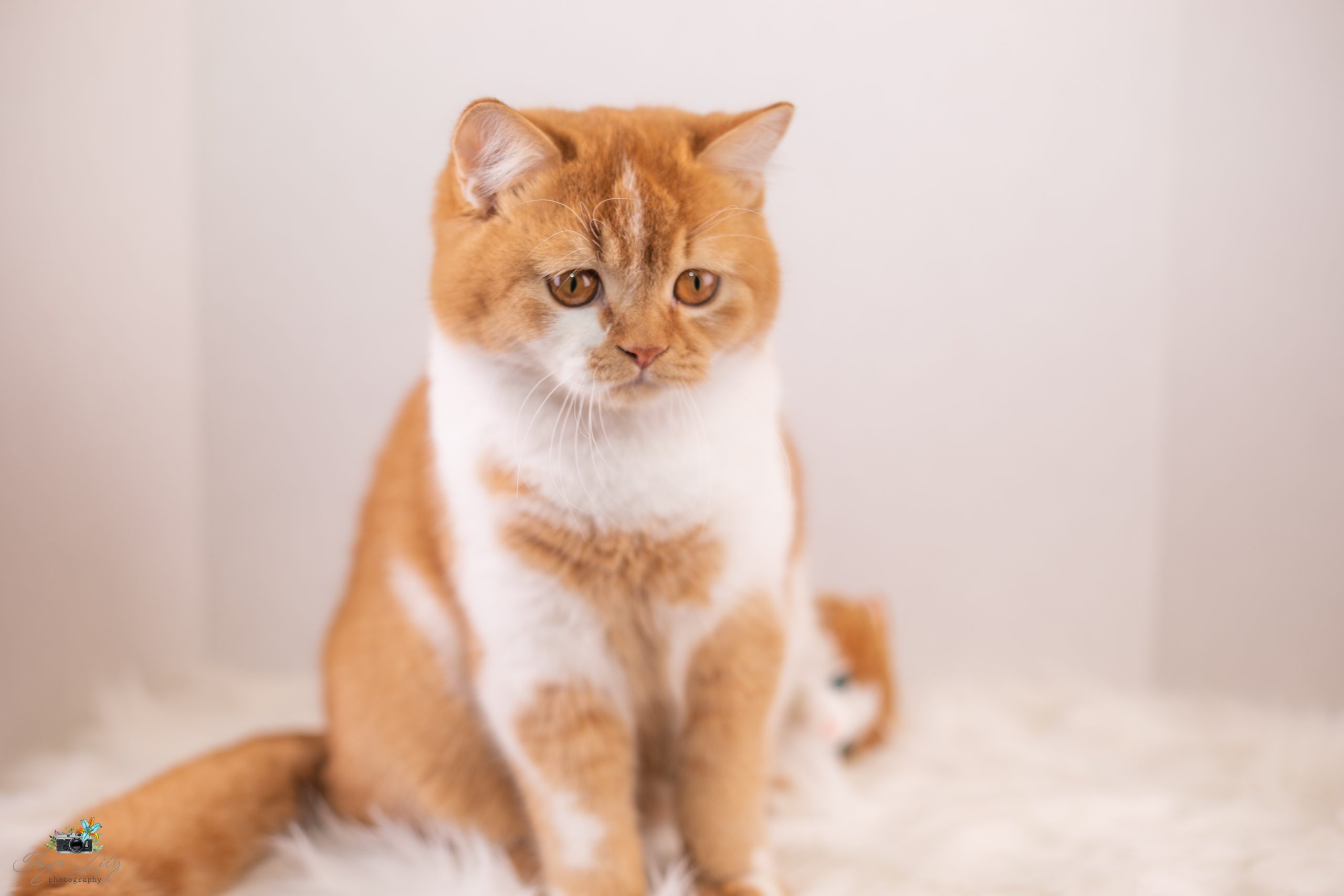 McSmitten Kittens – British Shorthair & Longhair Cats