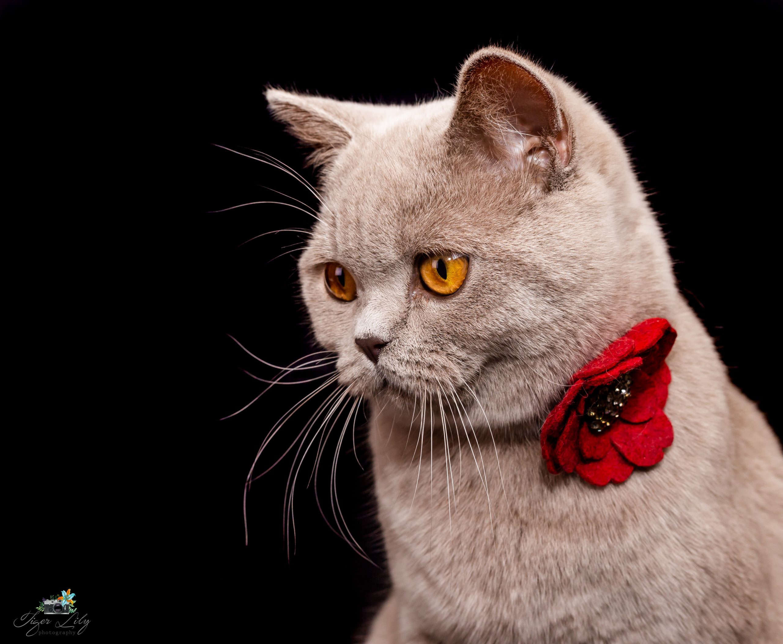 McSmitten Kittens – British Shorthair & Longhair Cats